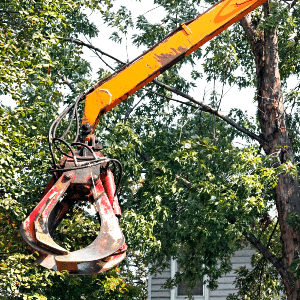 The Cost of Tree Removal: Factors, Average Prices - GGR Home Inspections
